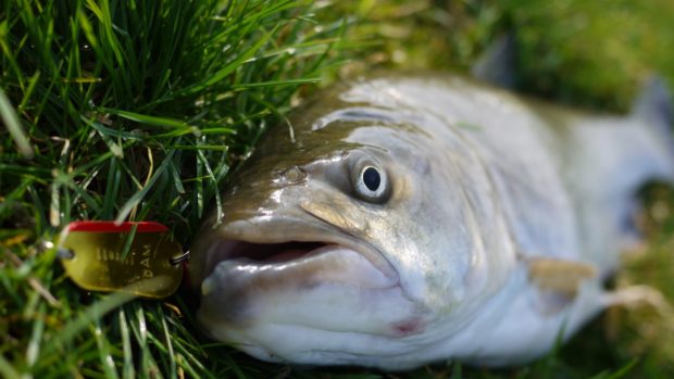 Rapfen (Schied) | Simfisch.de – Angeln und Outdoor!