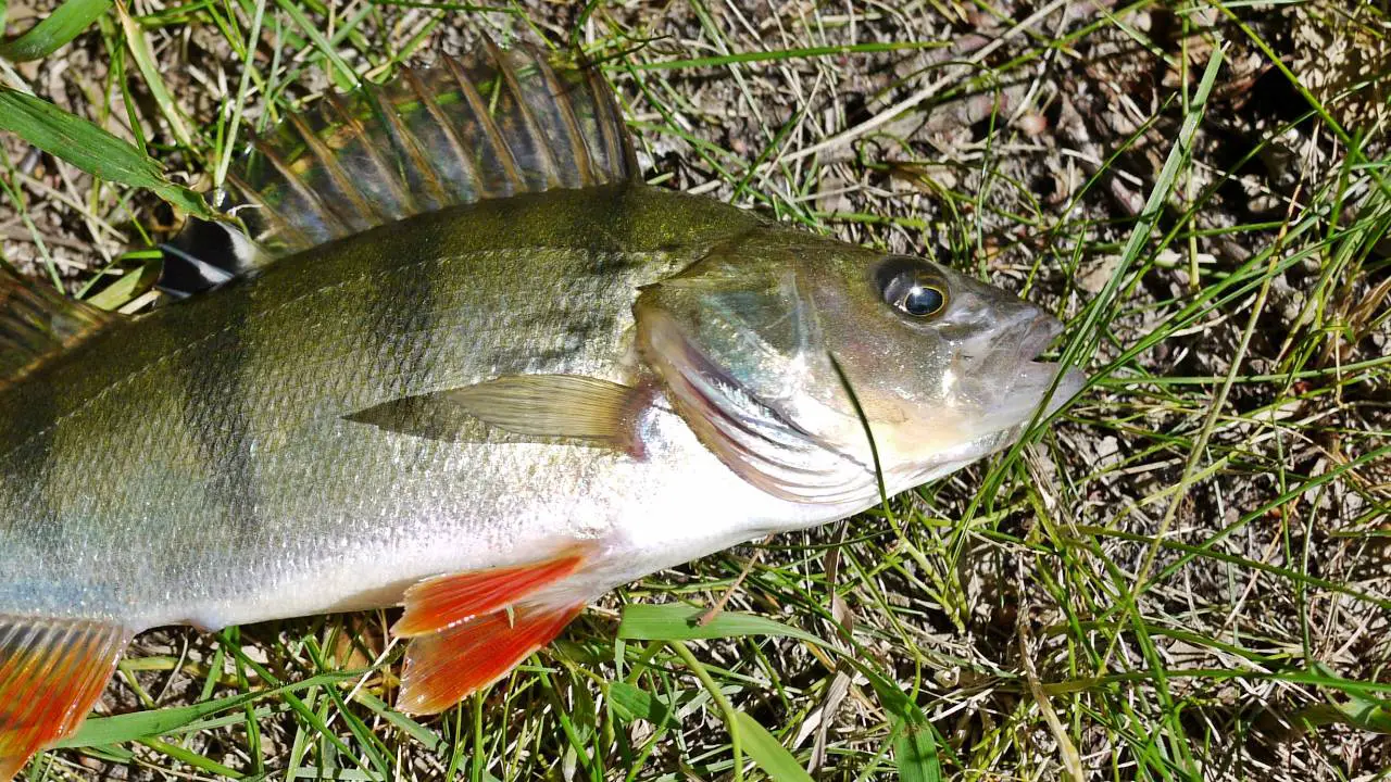 Barschangeln im Sommer | Simfisch.de – Angeln und Outdoor!