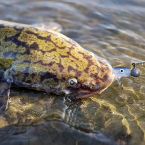 Quappen angeln Tipps | Simfisch.de – Angeln und Outdoor!