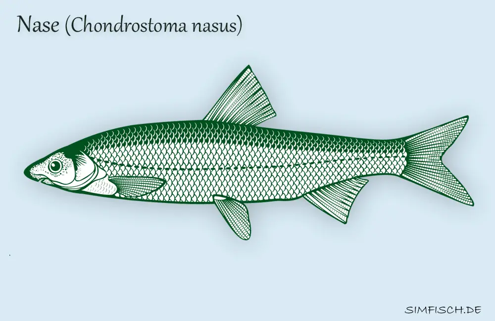 Nase | Simfisch.de – Angeln und Outdoor!