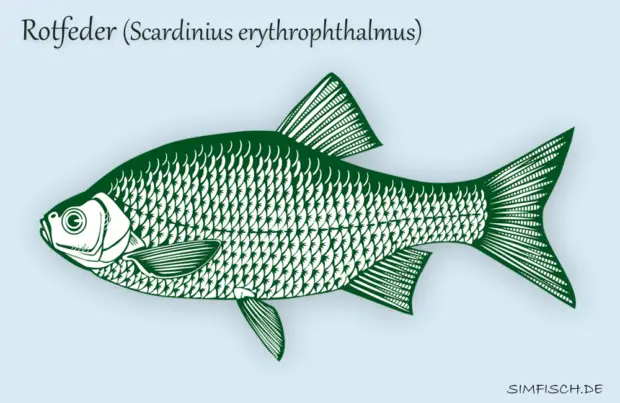 Rotfeder (Rotflosse) Steckbrief | Simfisch.de – Angeln und Outdoor!