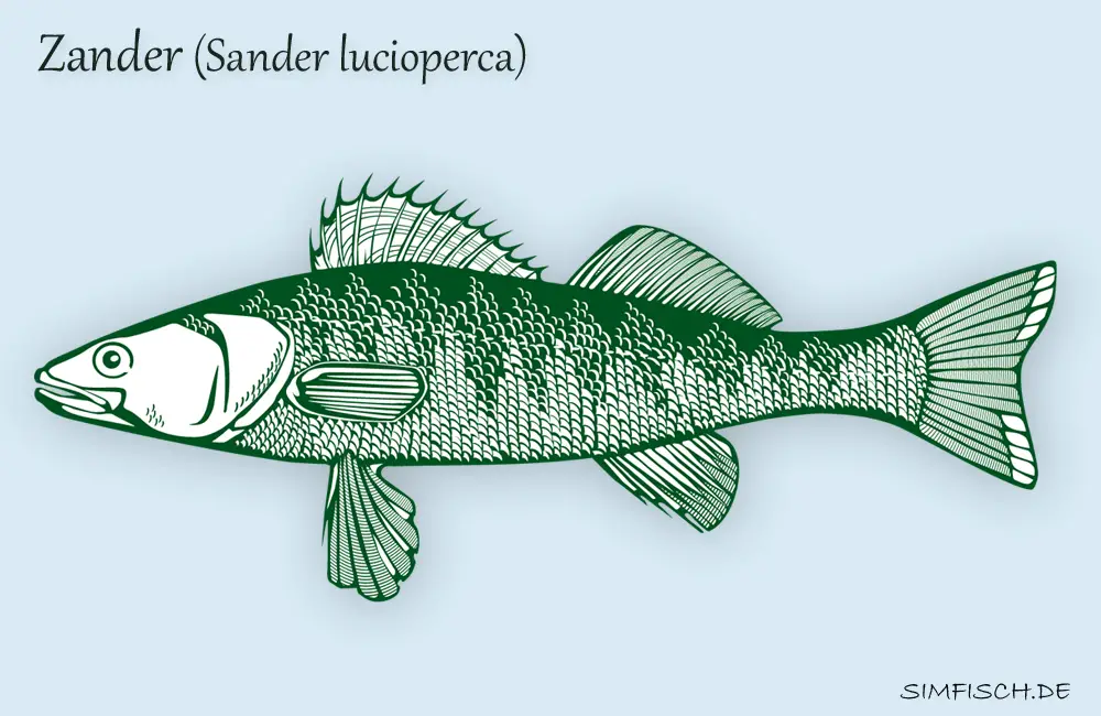 Zander Steckbrief | Simfisch.de – Angeln und Outdoor!
