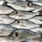 Fisch Saisonkalender | Simfisch.de – Angeln und Outdoor!