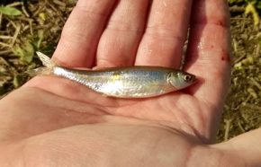 Ukelei (Laube): Steckbrief, Biologie und Lebensraum | Simfisch.de