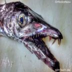 Bilder von Tiefseefischen