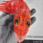 Bilder von Tiefseefischen