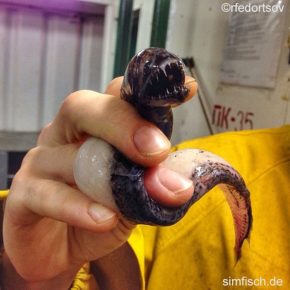 Tiefseefische Arten | Simfisch.de – Angeln und Outdoor!