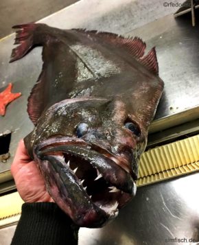 Bilder von Tiefseefischen