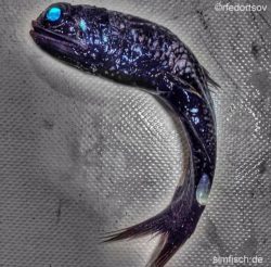 Bilder von Tiefseefischen