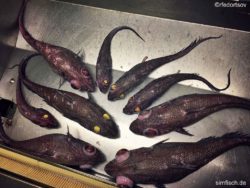 Grenadierfisch: Alles Wissenswerte über den Tiefseefisch