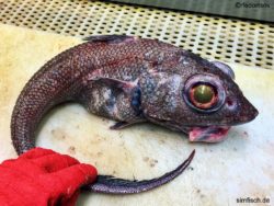 Grenadierfisch: Alles Wissenswerte über den Tiefseefisch