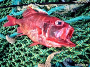Rotbarsch: Alle Infos zum Fisch | Simfisch.de