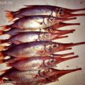 Fisch Saisonkalender | Simfisch.de – Angeln und Outdoor!