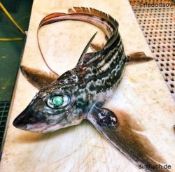 Bilder von Tiefseefischen