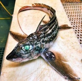 Bilder von Tiefseefischen