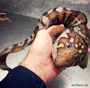 Bilder von Tiefseefischen