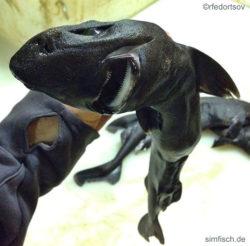 Bilder von Tiefseefischen