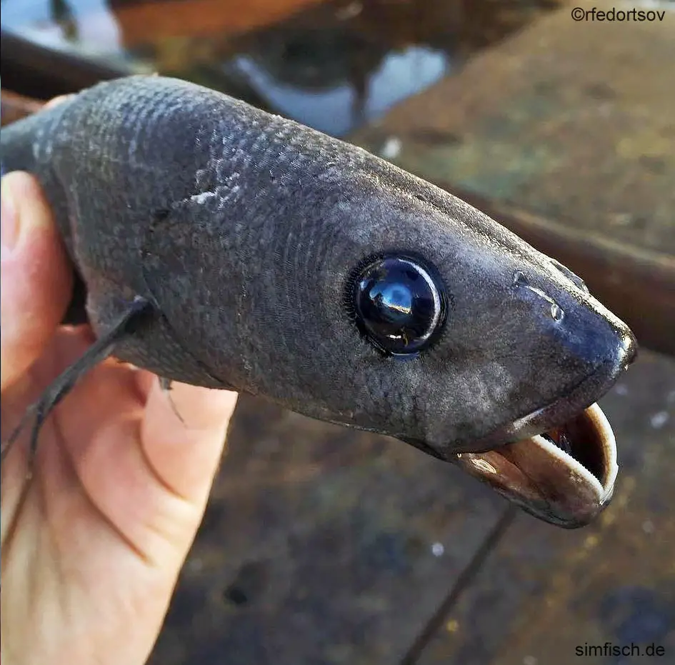 Bilder von Tiefseefischen | Simfisch.de