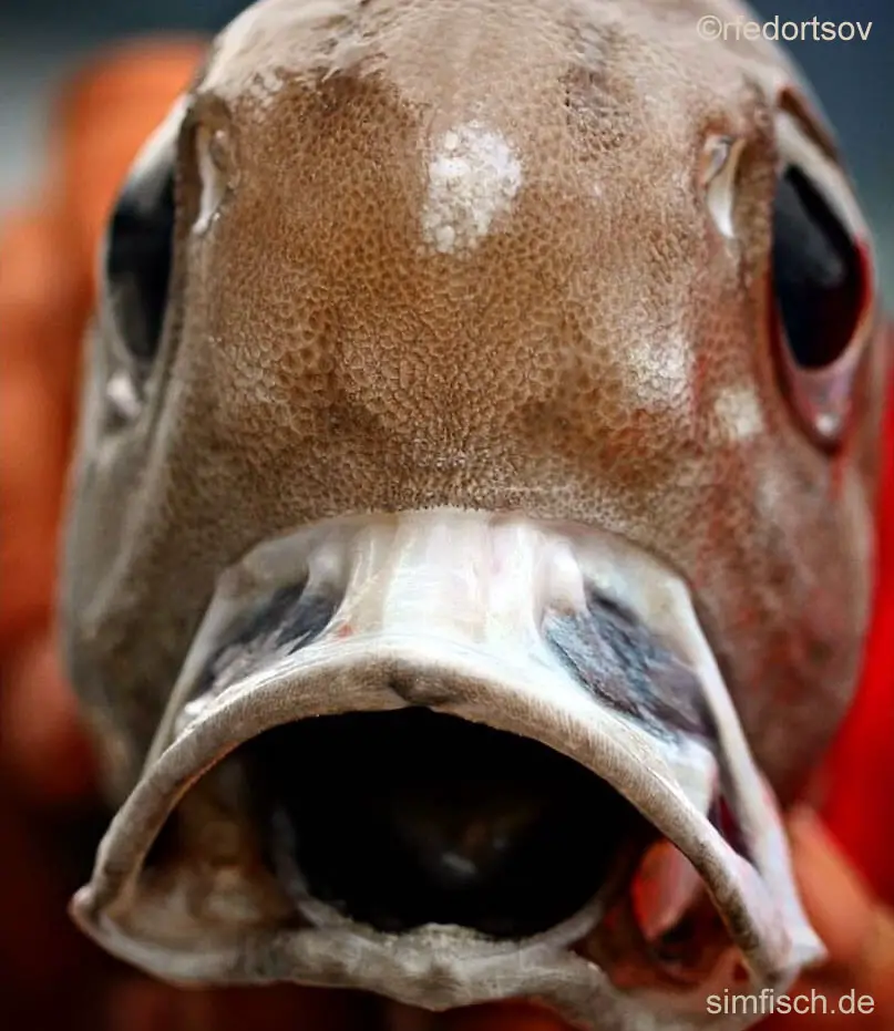 Bilder von Tiefseefischen | Simfisch.de