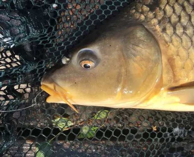 Karpfen: Alles über den Fisch | Simfisch.de – Angeln und Outdoor!