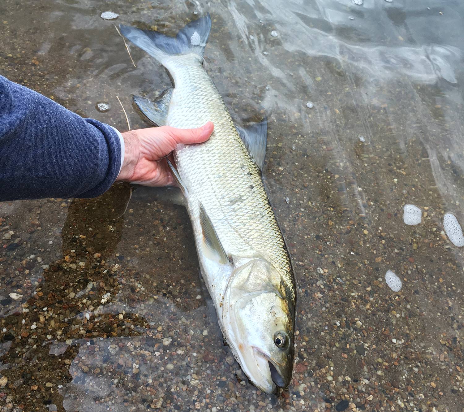 Rapfen (Schied) | Simfisch.de – Angeln und Outdoor!