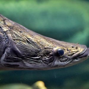 Fischlexikon | Simfisch.de – Angeln und Outdoor!