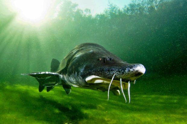 Europäischer Stör Steckbrief | Simfisch.de – Angeln und Outdoor!
