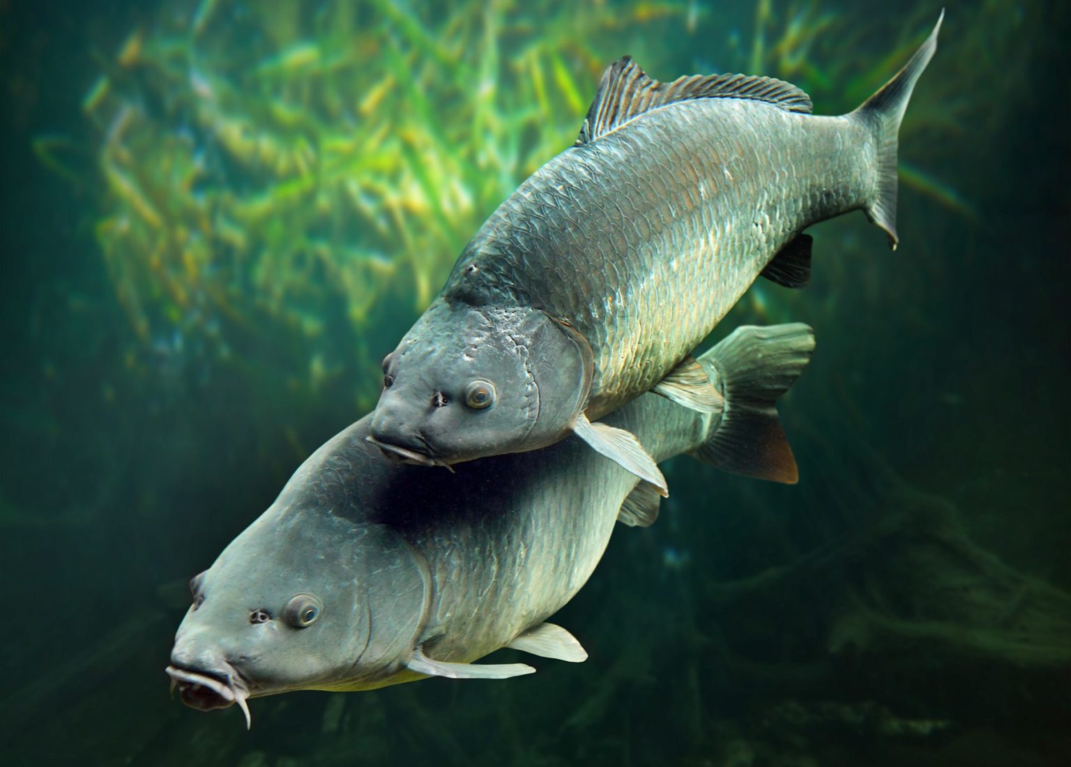 Angeln mit Feeder-Montage: Bauanleitung, Futter- und Angeltipps