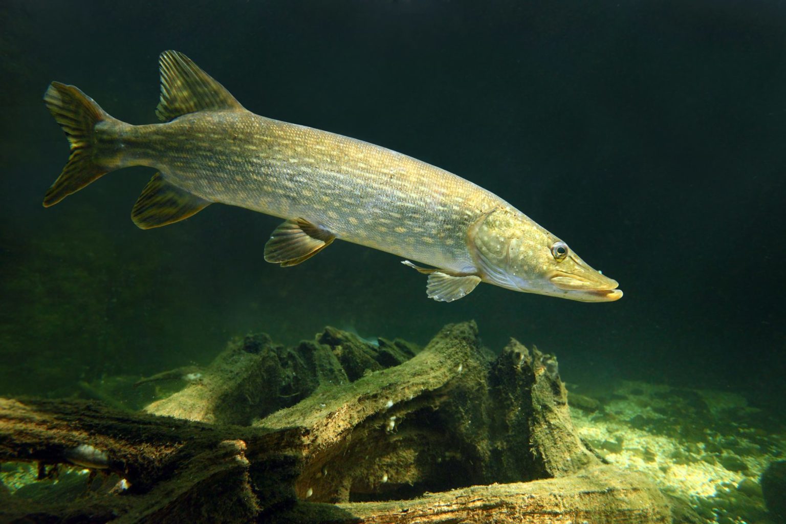 Hecht: Alle Infos zum berüchtigten Raubfisch | Simfisch.de