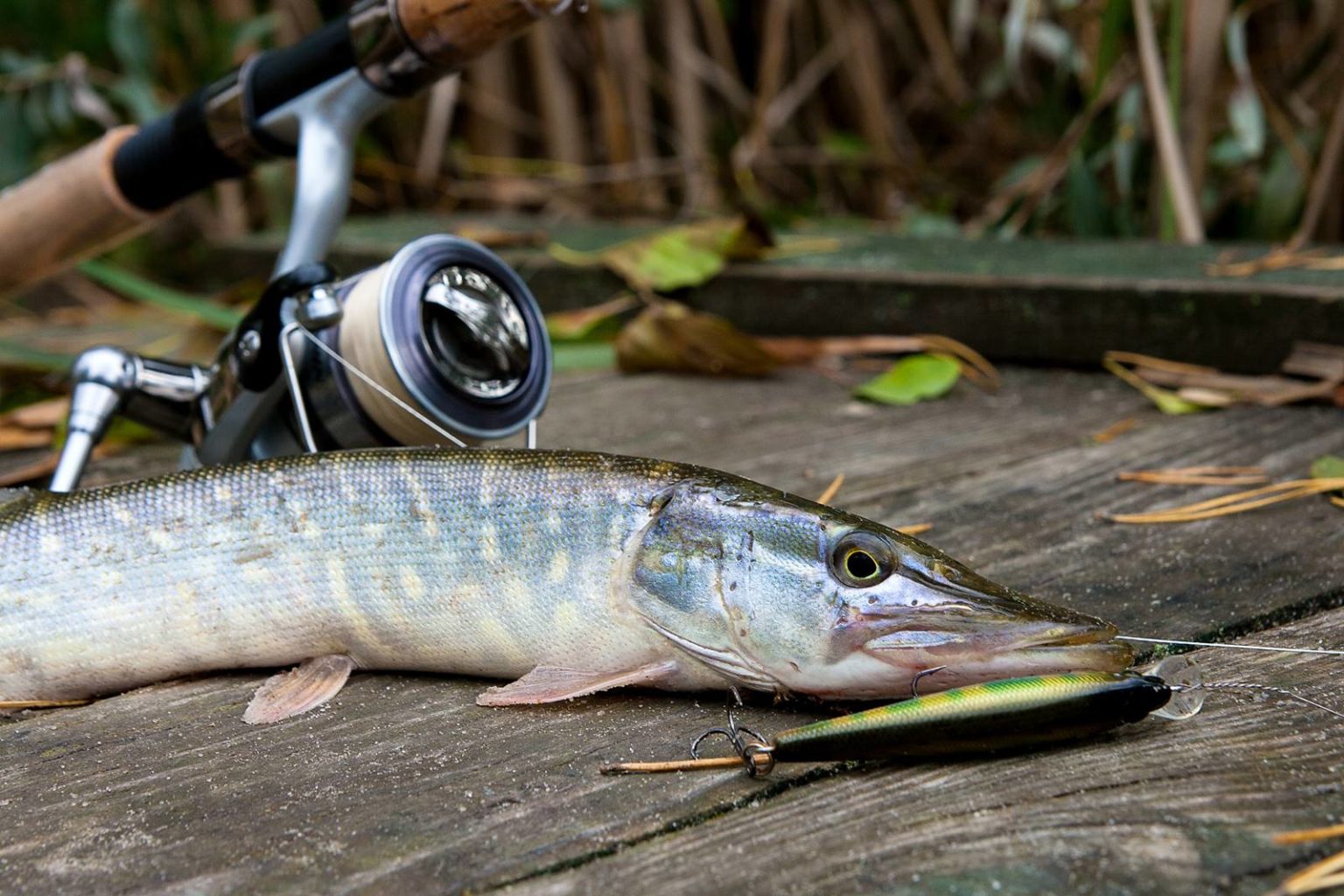 Jagd- und Beißverhalten der Hechte