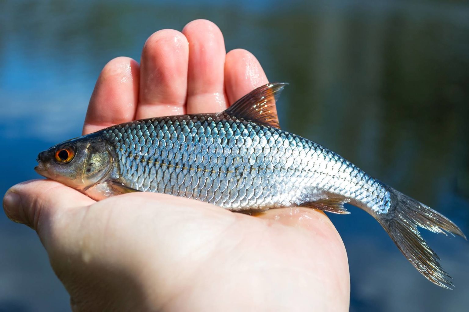 Rotauge im Fokus: Steckbrief, Biologie und Lebensraum | Simfisch.de