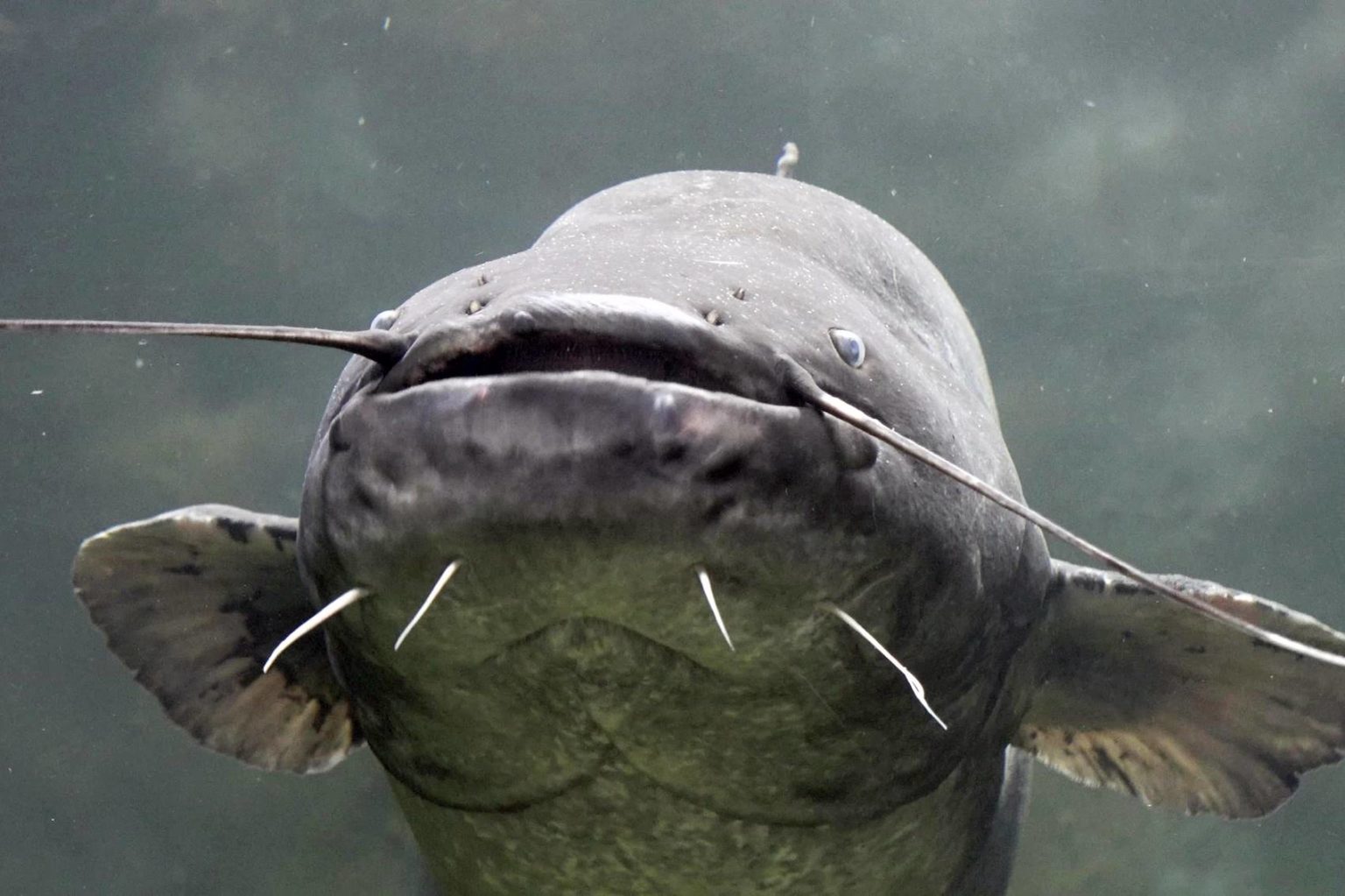 Welsangeln Tipps: Angelstellen, Montagen, Ausrüstung