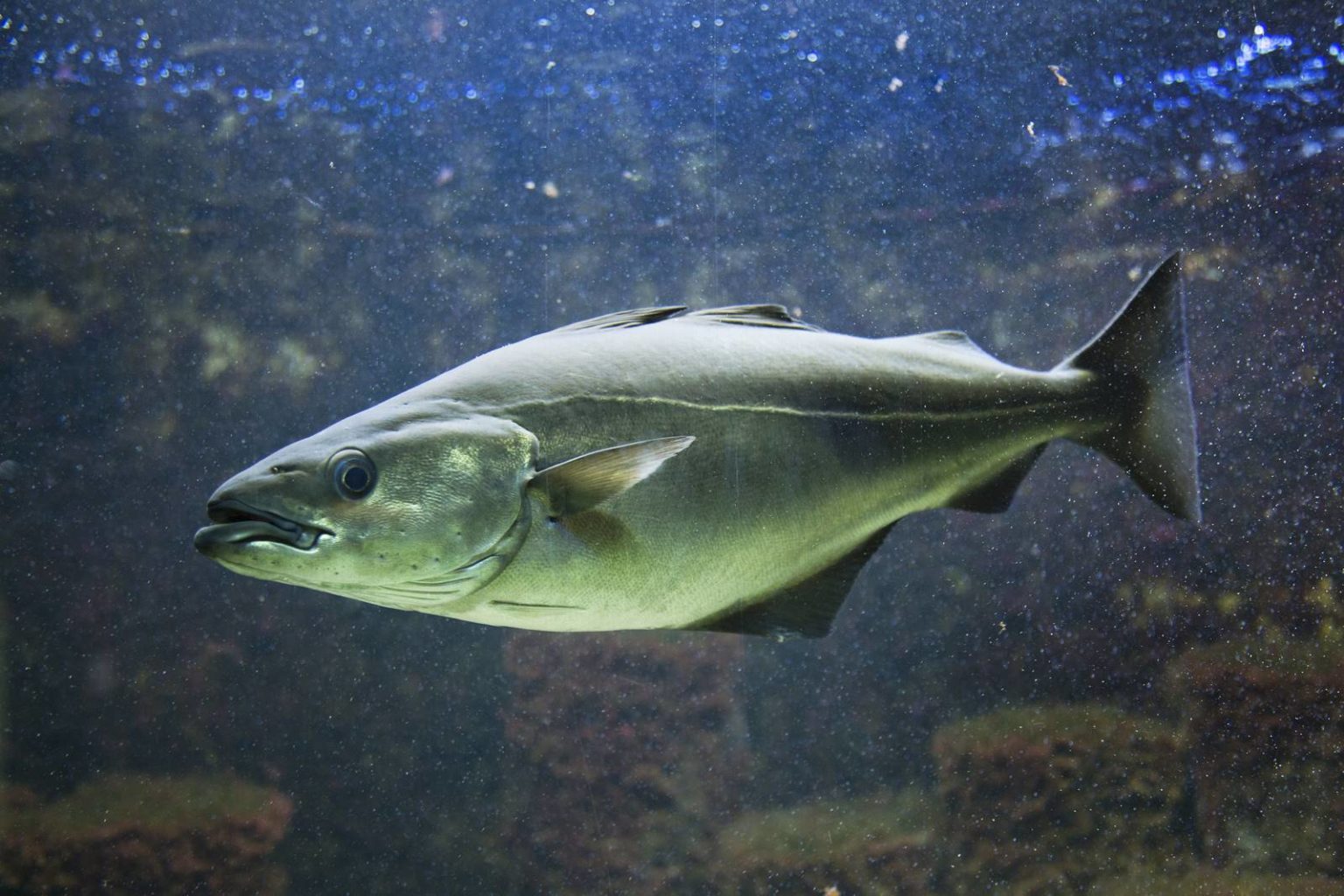 Angeln auf Pollack: Köder, Ausrüstung und Technik