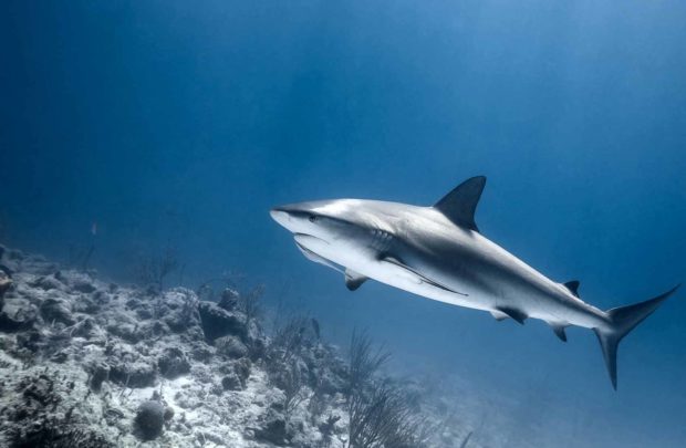 Bullenhai: Alles über den Fisch | Simfisch.de – Angeln und Outdoor!