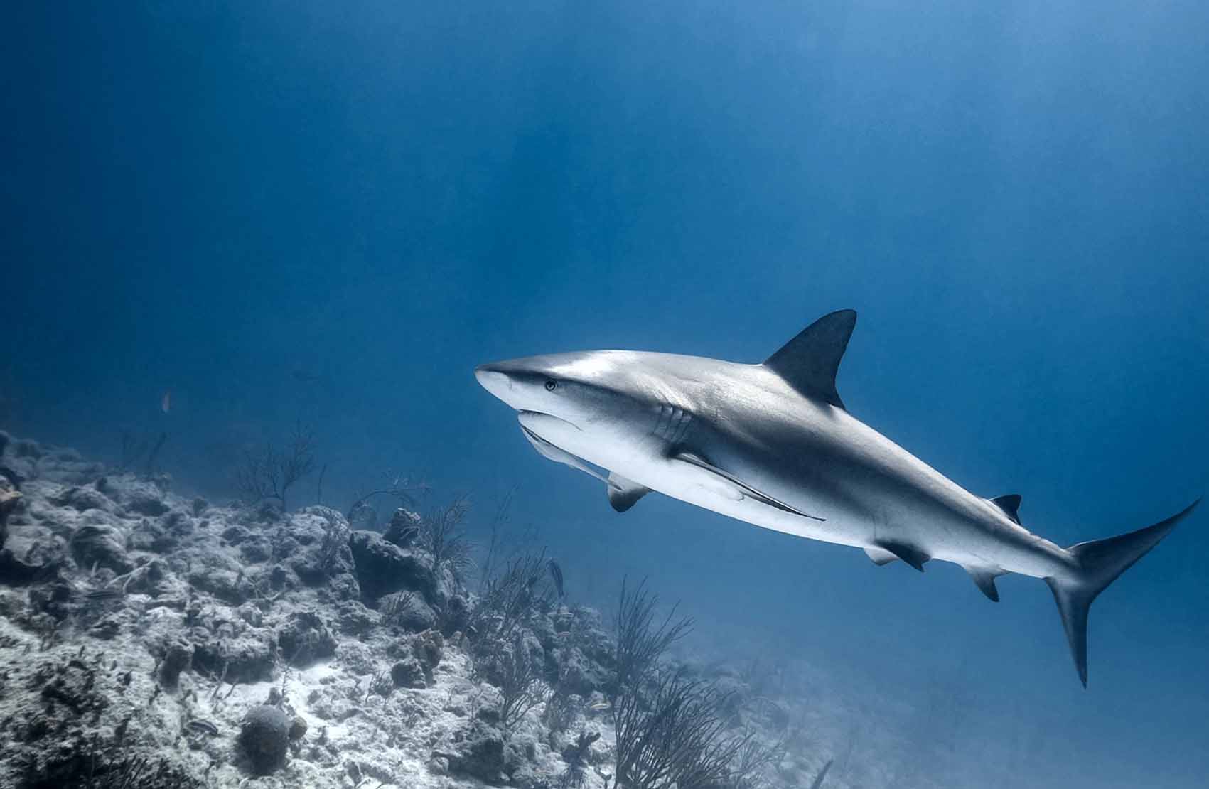 Bullenhai: Alles über den Fisch | Simfisch.de – Angeln und Outdoor!