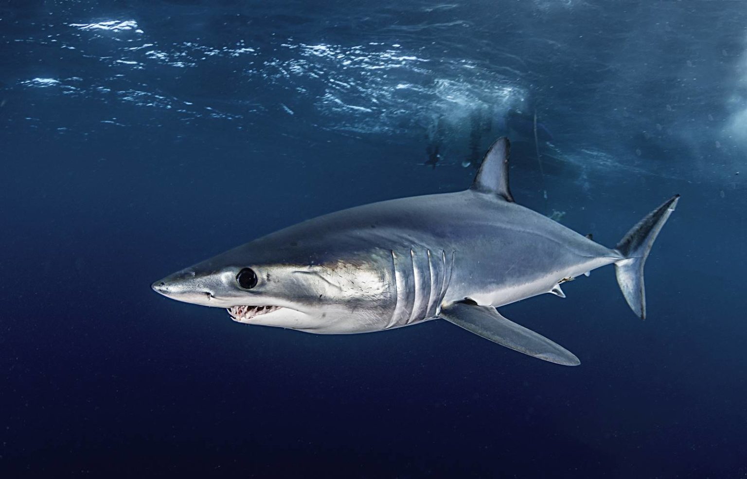 Makohai im Fokus: Biologie, Lebensweise und Verbreitung | Simfisch.de