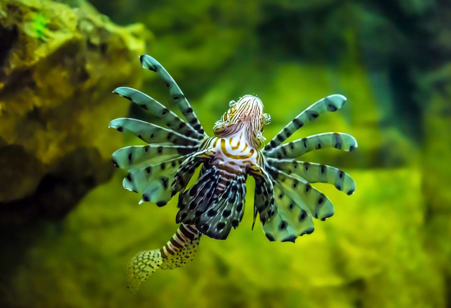 Feuerfisch im Fokus: Biologie, Lebensweise und Verbreitung