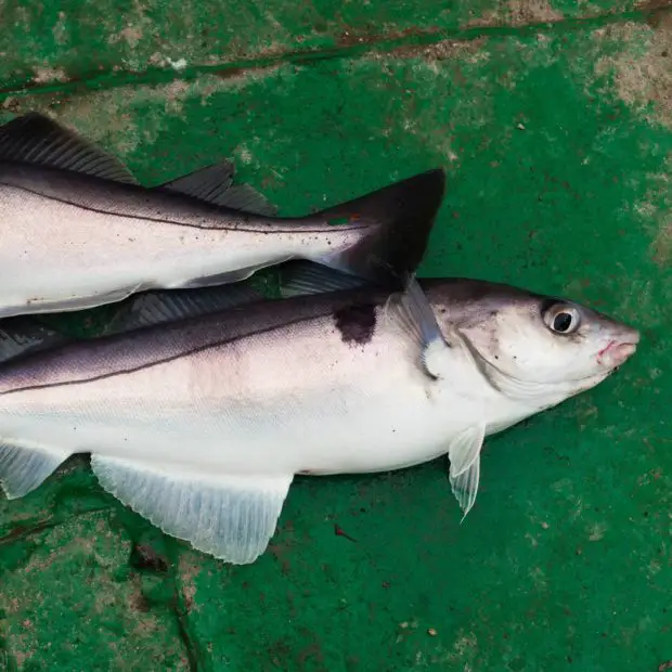 Flunder: Ein Plattfisch, der im Fluss und im Meer lebt | Simfisch.de