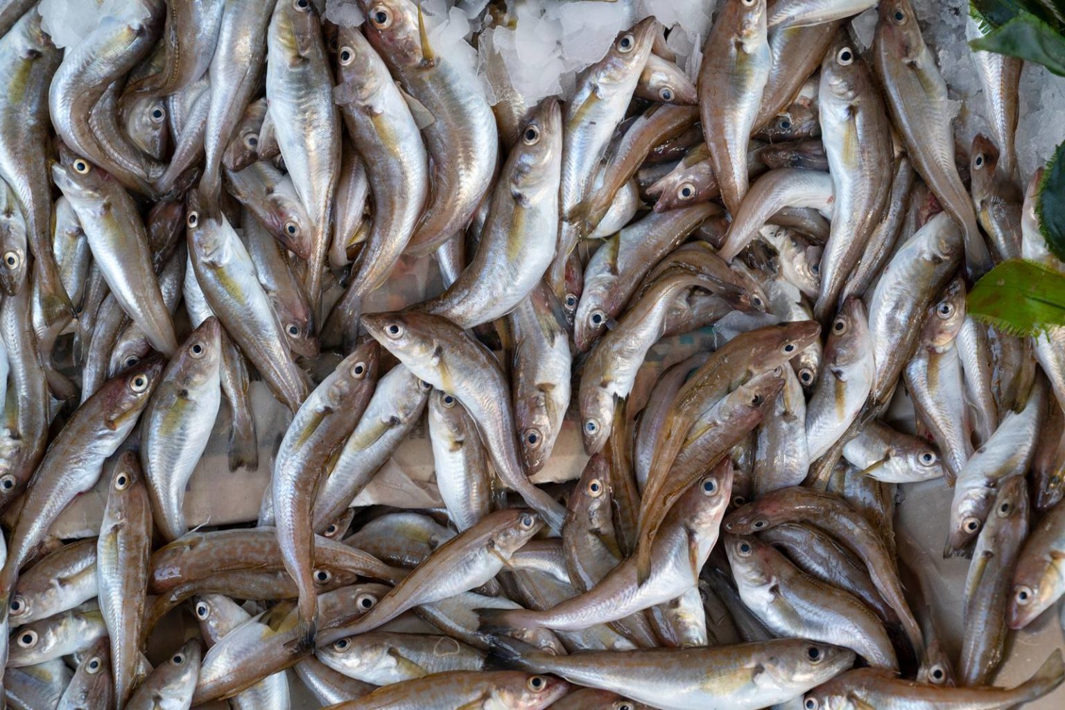 Schellfisch: Steckbrief, Biologie, Lebensraum