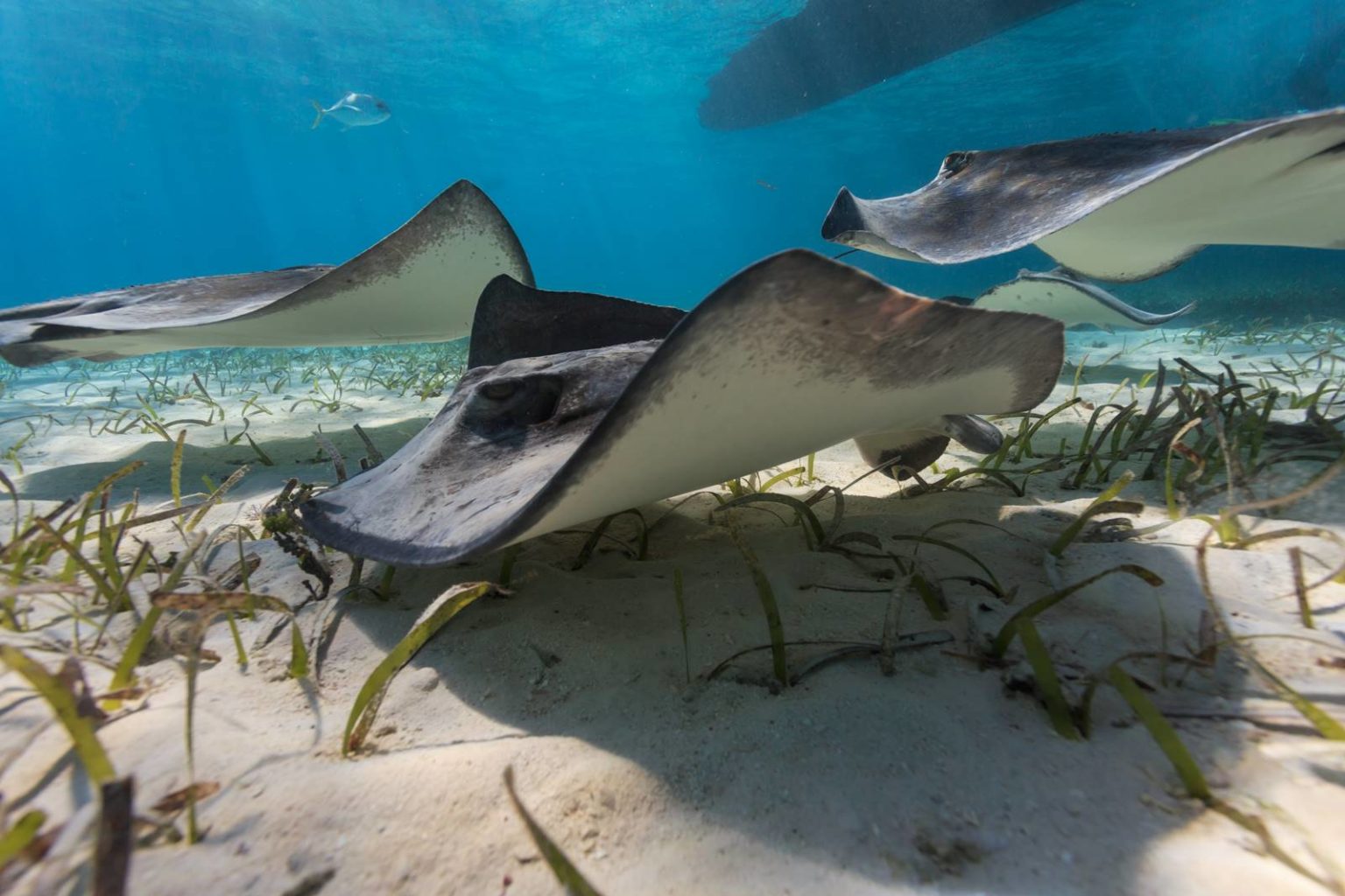 Stachelrochen: Alles Wissenswerte zum besonderen Fisch