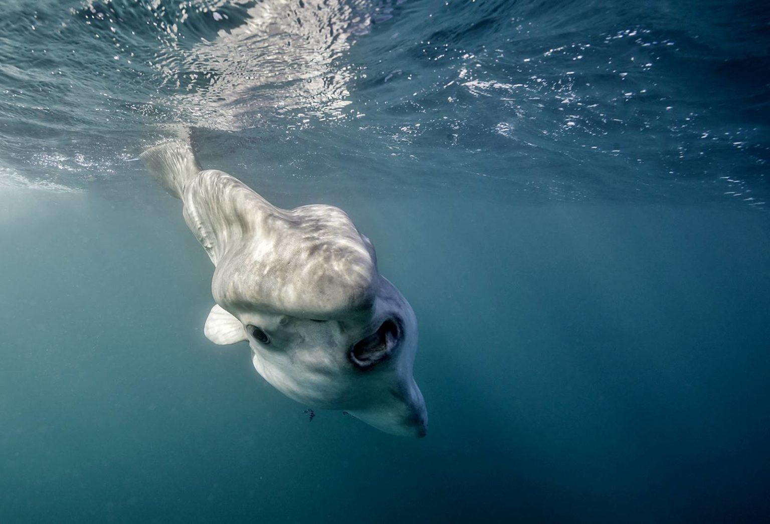 Mondfisch: Alle Infos zum ungewöhnlichen Meeresfisch