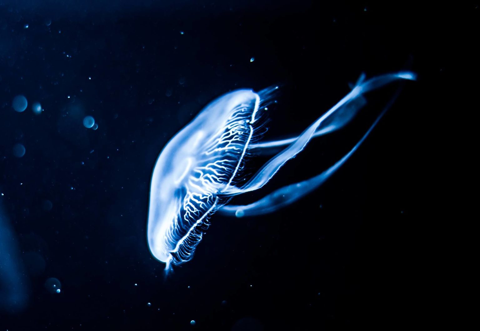 Qualle: Alles Wissenswerte über das Meerestier