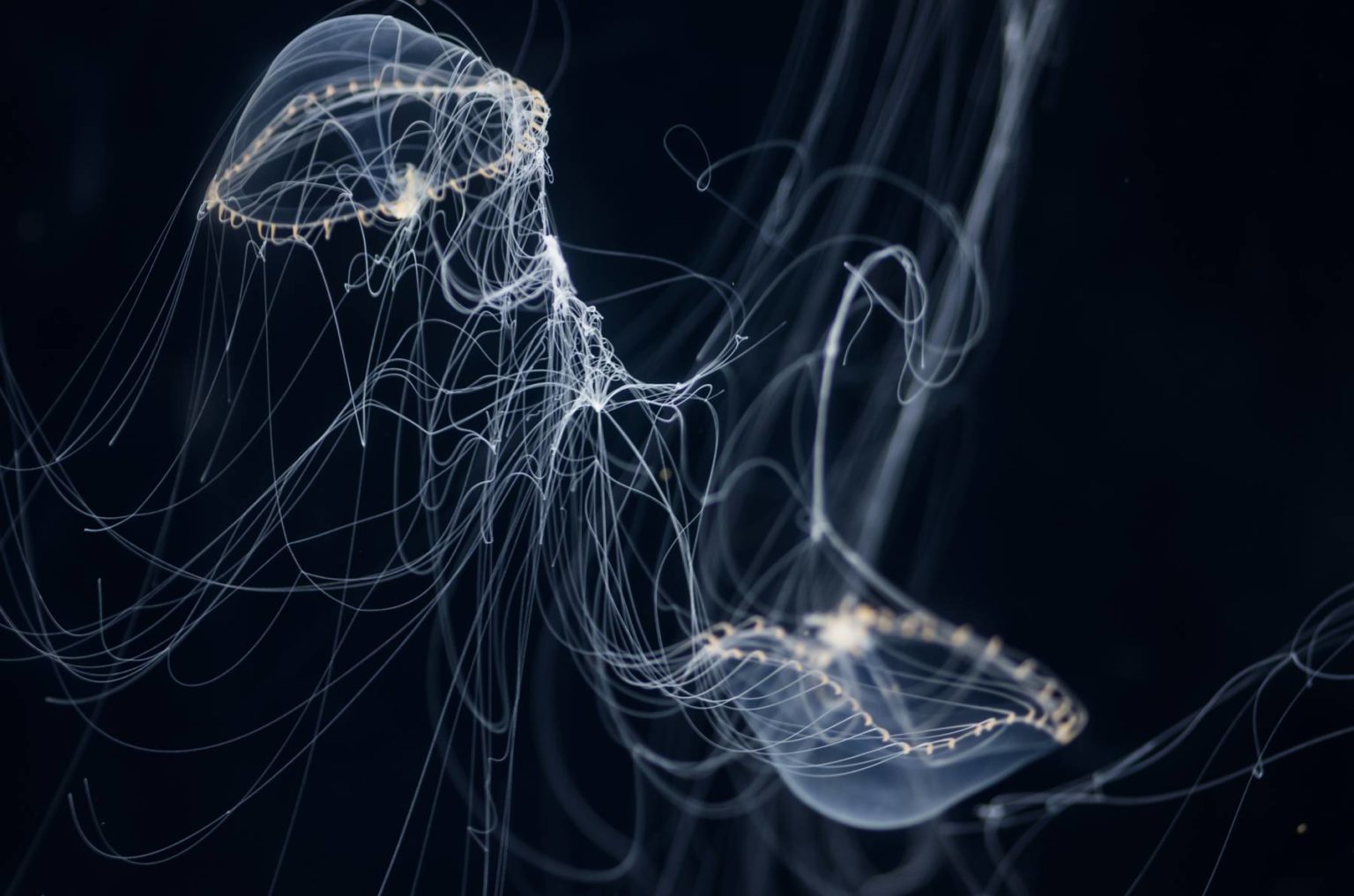 Qualle: Alles Wissenswerte über das Meerestier