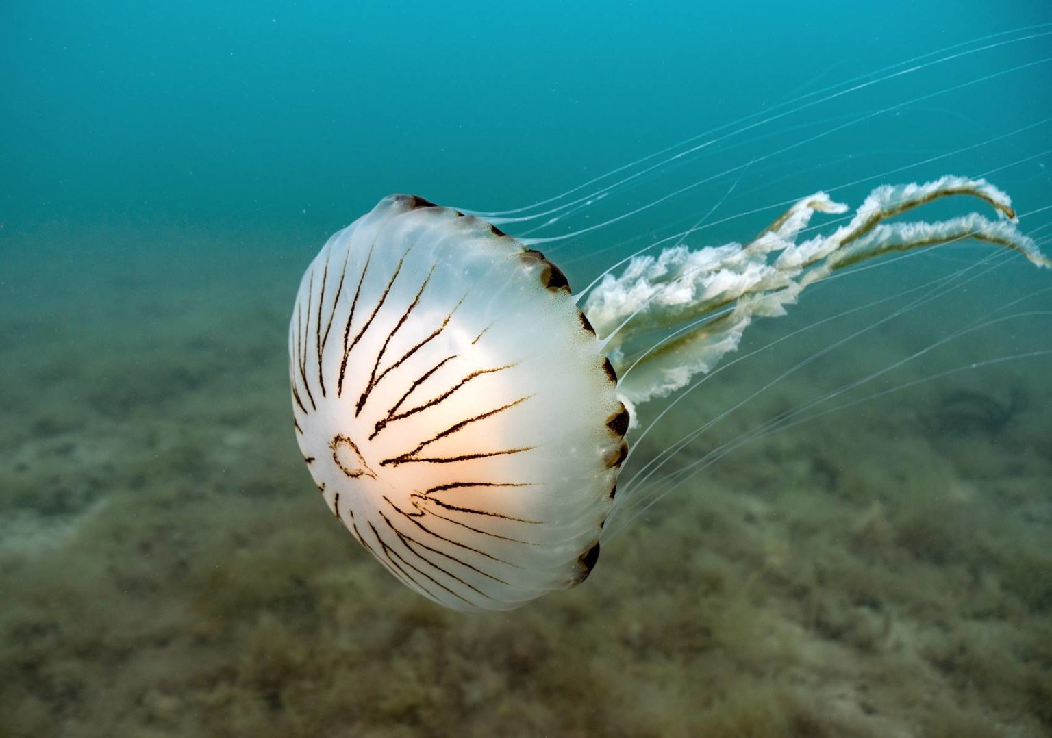 Qualle: Alles Wissenswerte über das Meerestier