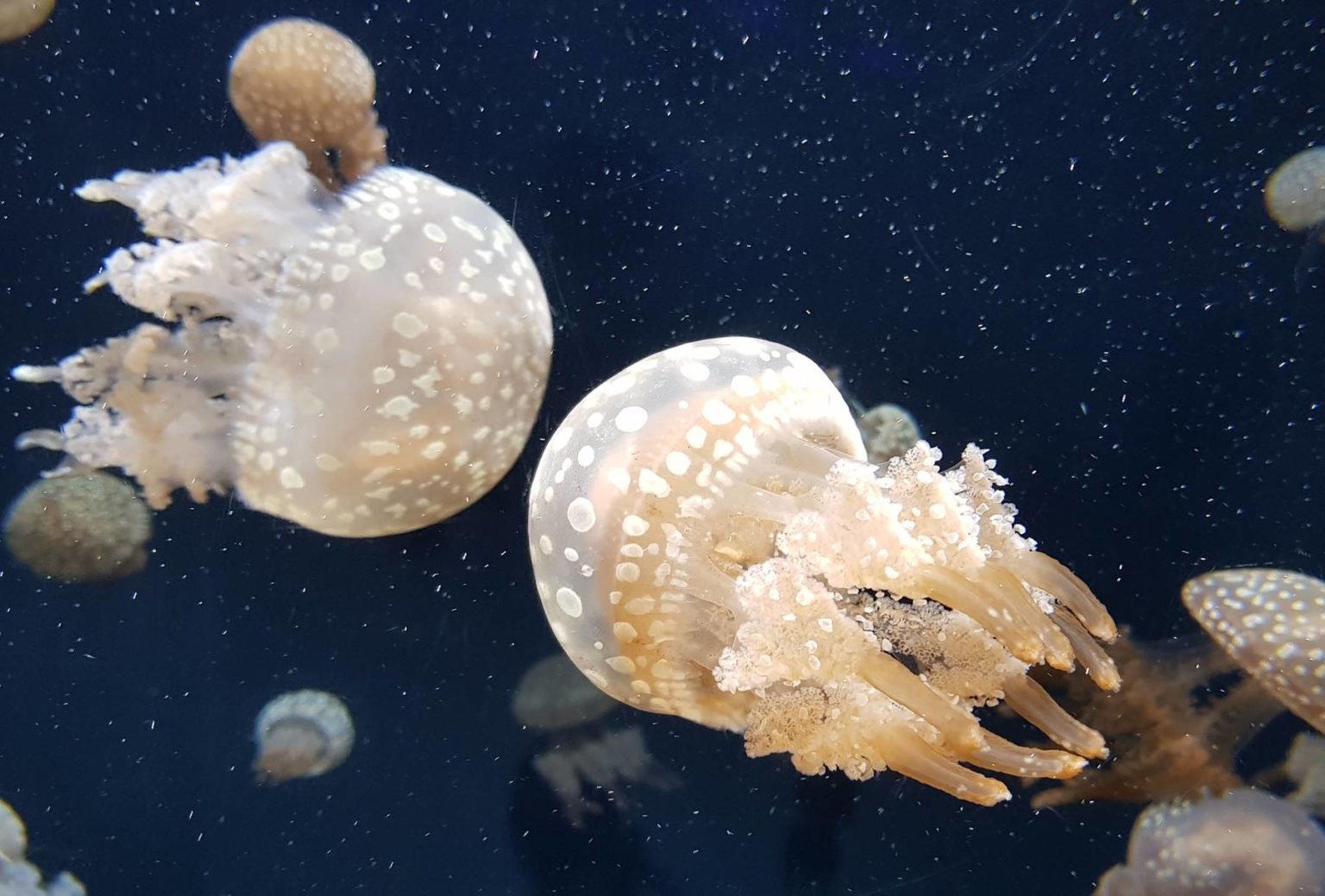 Qualle: Alles Wissenswerte über das Meerestier