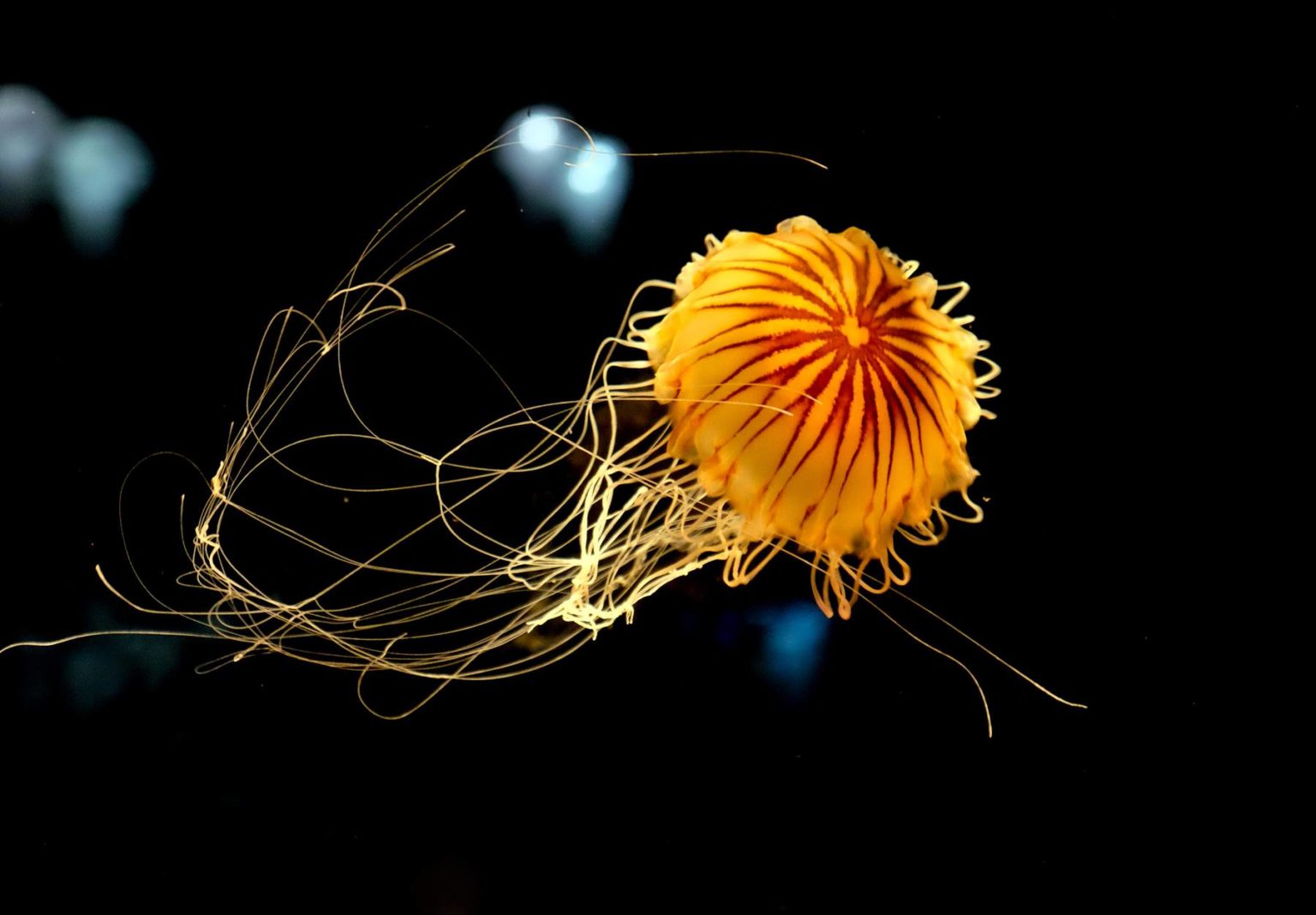 Qualle: Alles Wissenswerte über das Meerestier