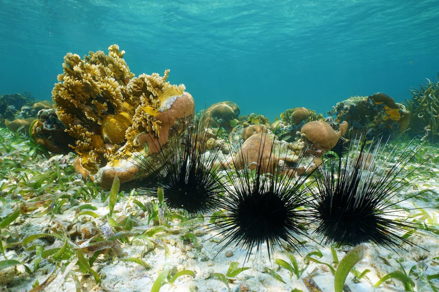 Seeigel: Alles Wissenswerte über die Stachelhäuter | Simfisch.de
