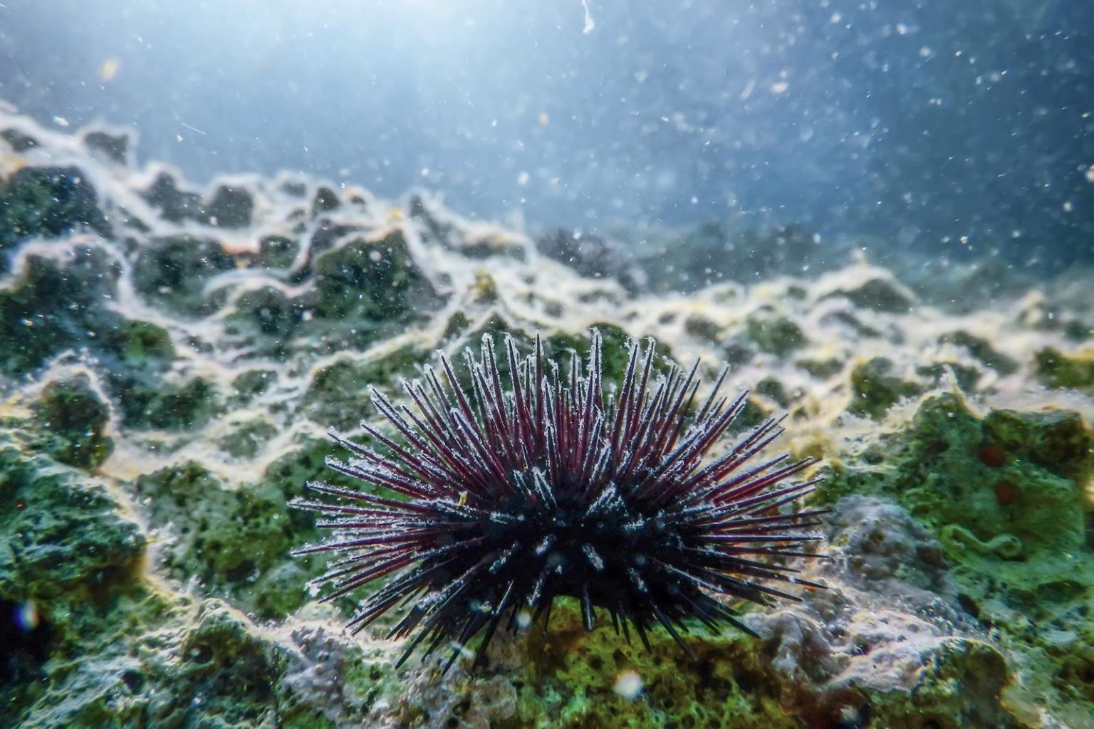 Seeigel: Alles Wissenswerte über die Stachelhäuter | Simfisch.de