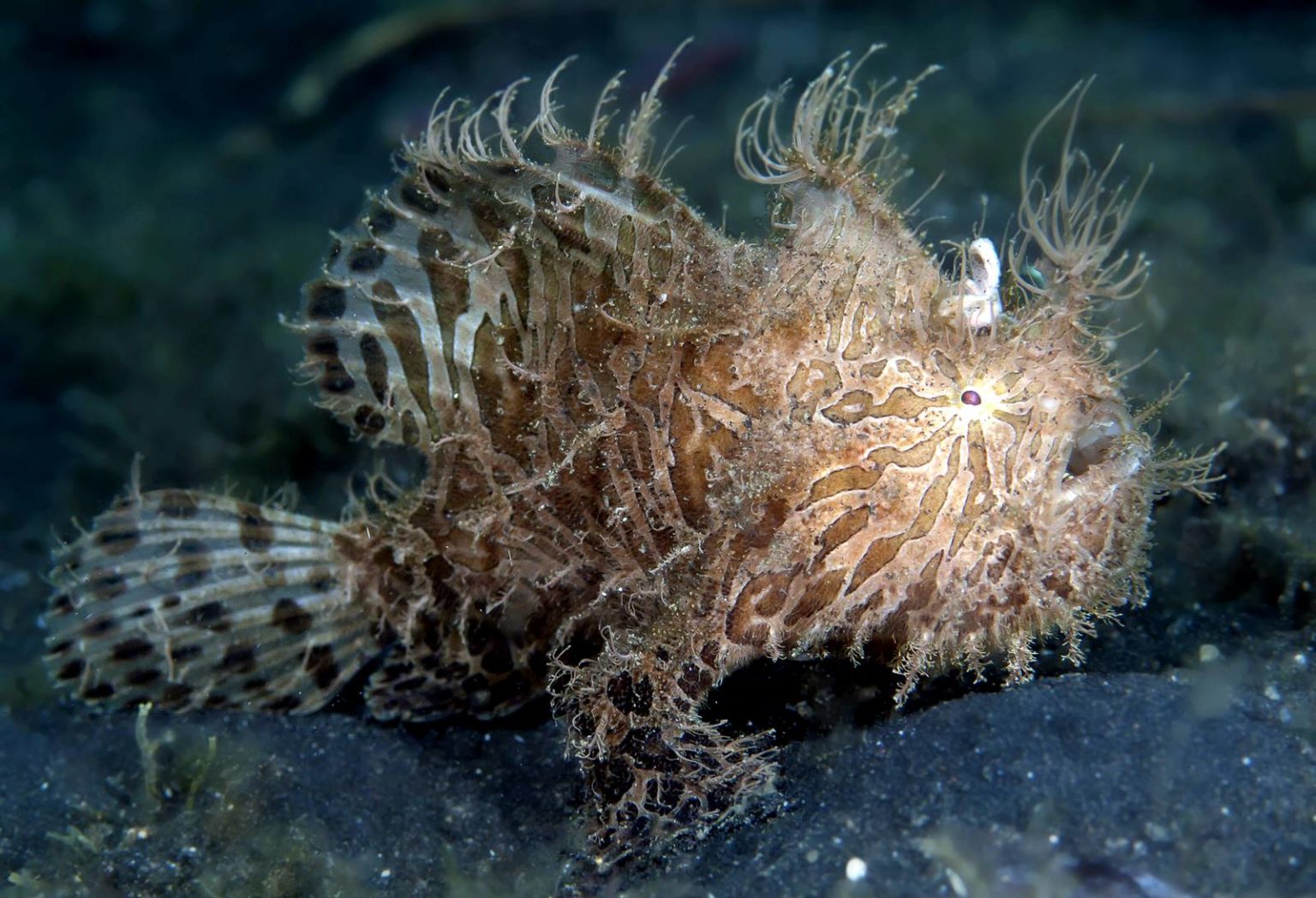 Bilder von Tiefseefischen