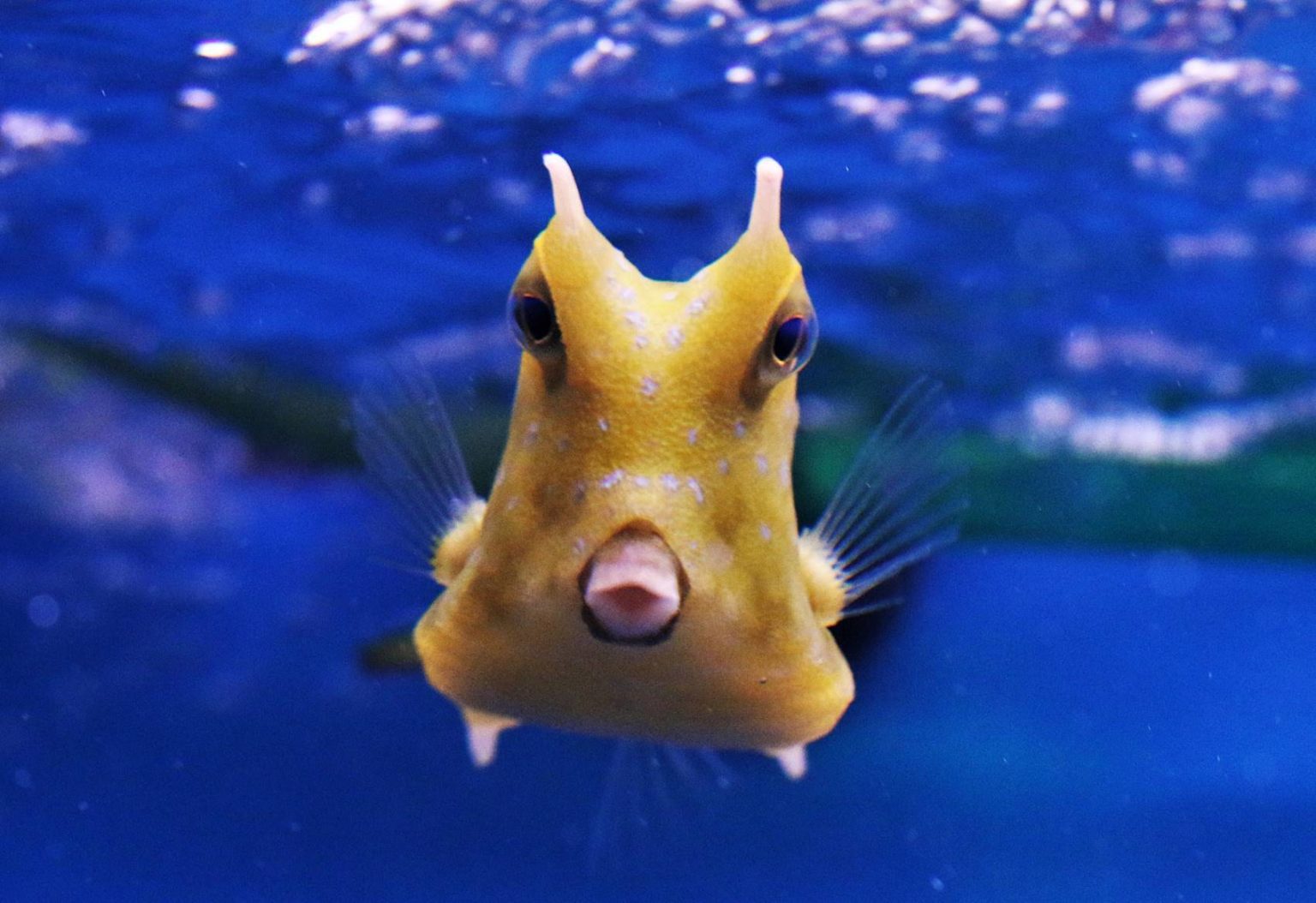 Hässliche Fische: Top 10 der bizarrsten Meeresbewohner | Simfisch.de
